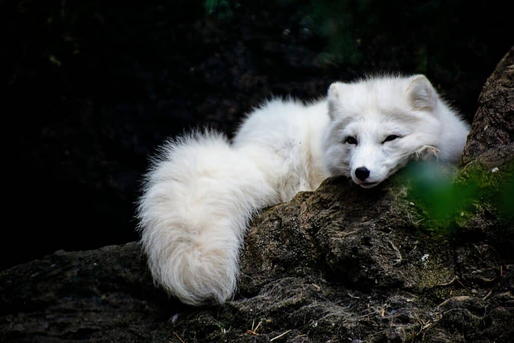The Arctic Fox: Iceland’s Only Native Land Mammal